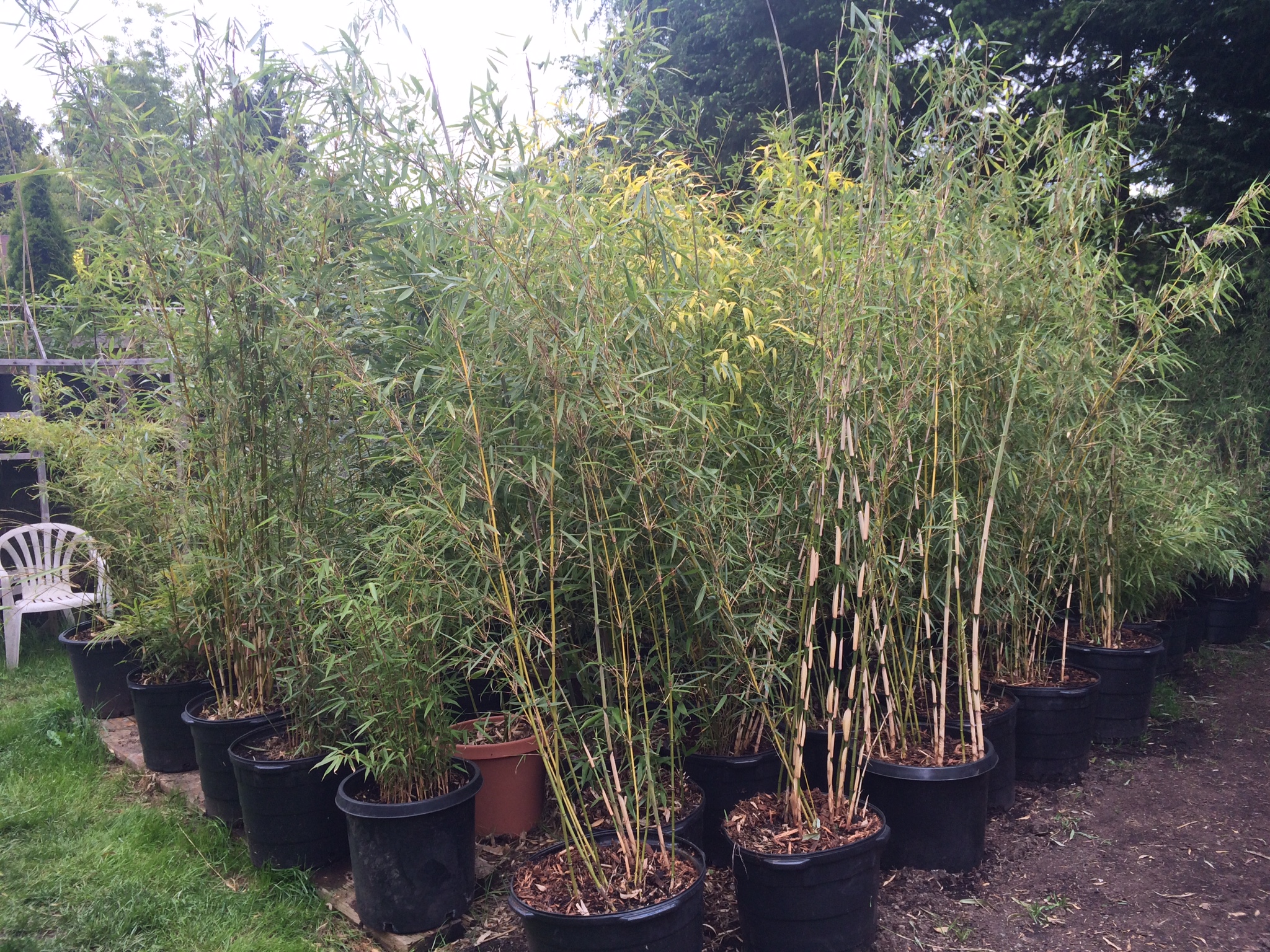 J.A. Bamboo - A Bamboo Plant Nursury