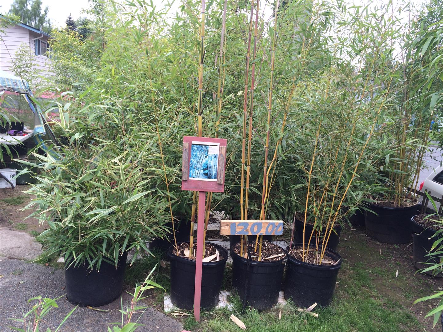 J.A. Bamboo - A Bamboo Plant Nursury